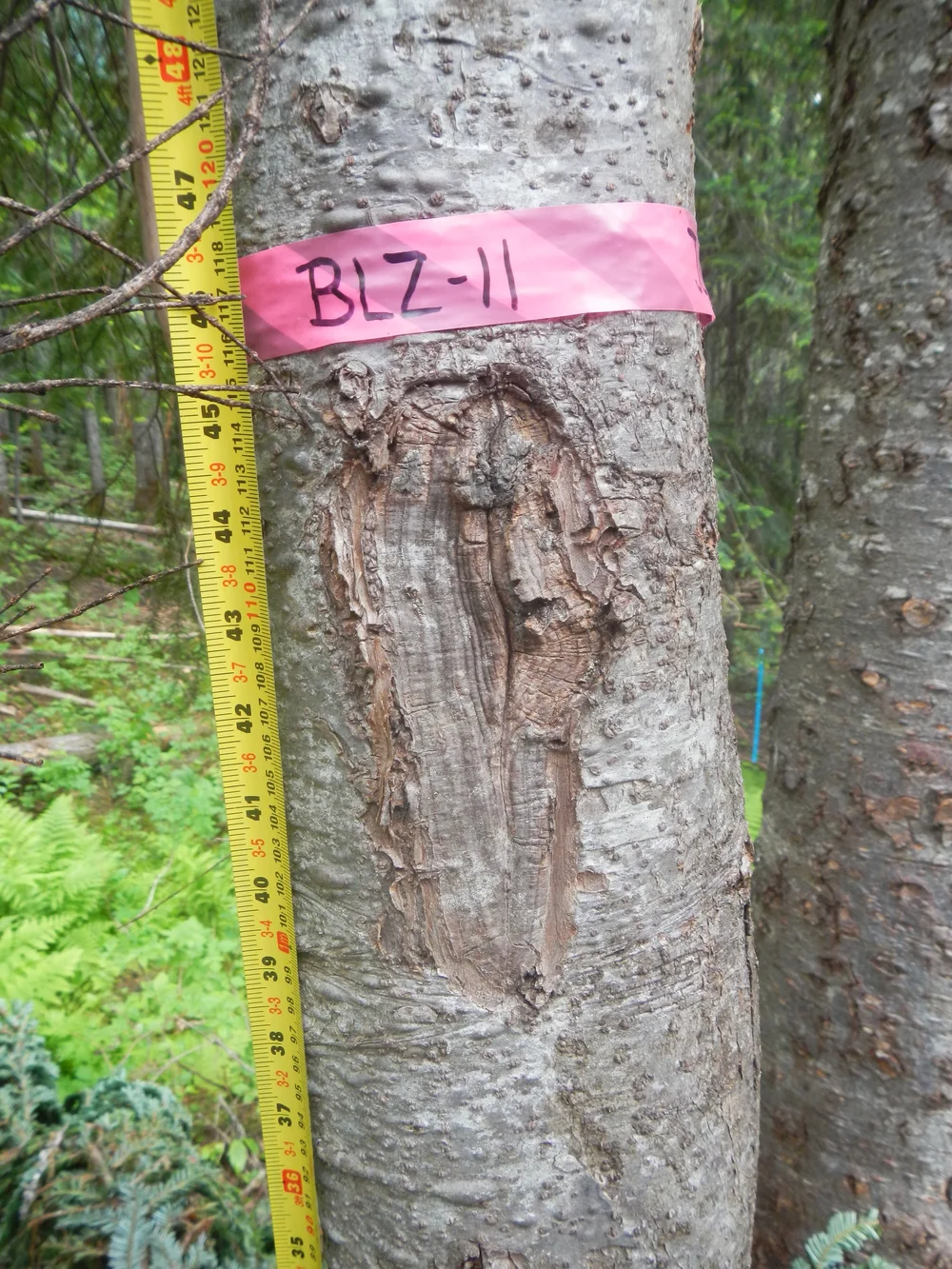 Blazing ancient trails from our past — Republic of Archaeology