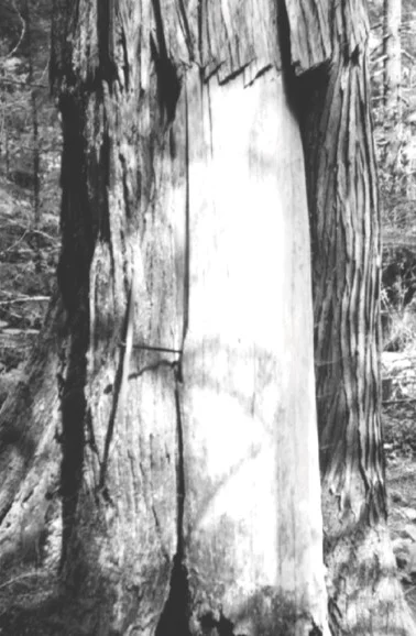 An Archaeology of Trees — Republic of Archaeology