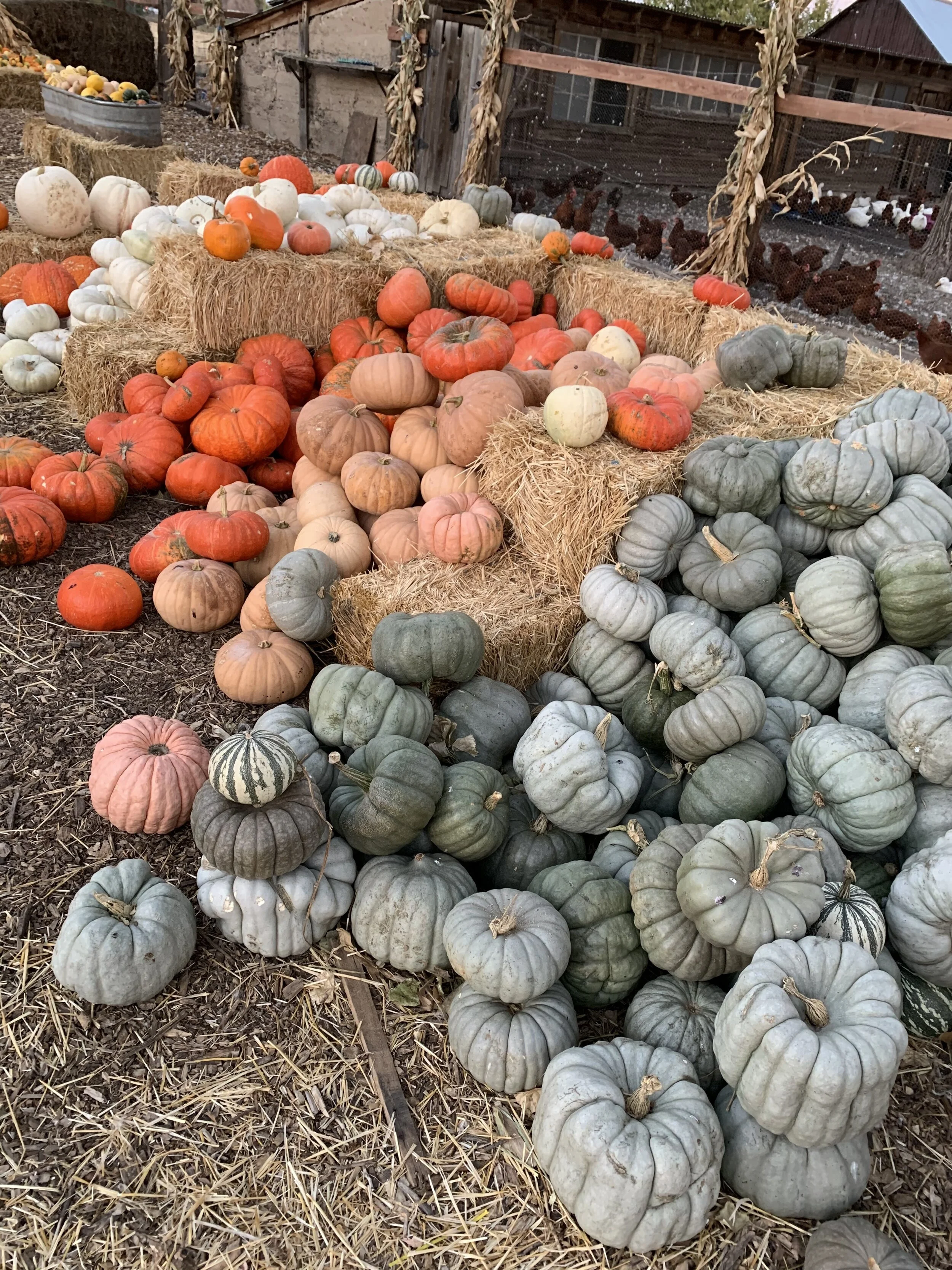 Products & Pricing — 7th Generation Farm