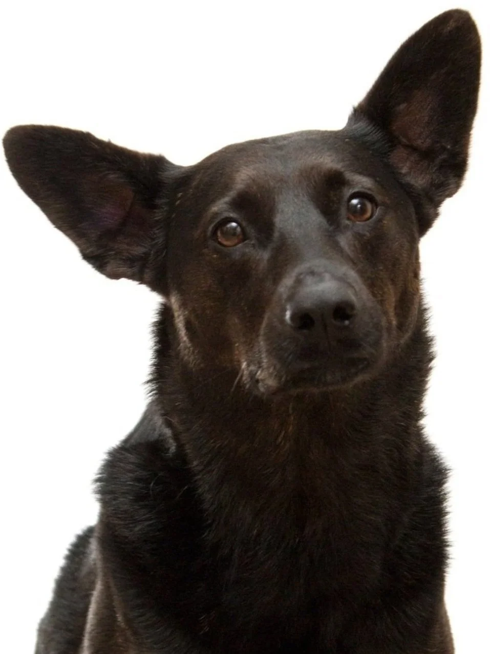 The K9 Coach Carolinas