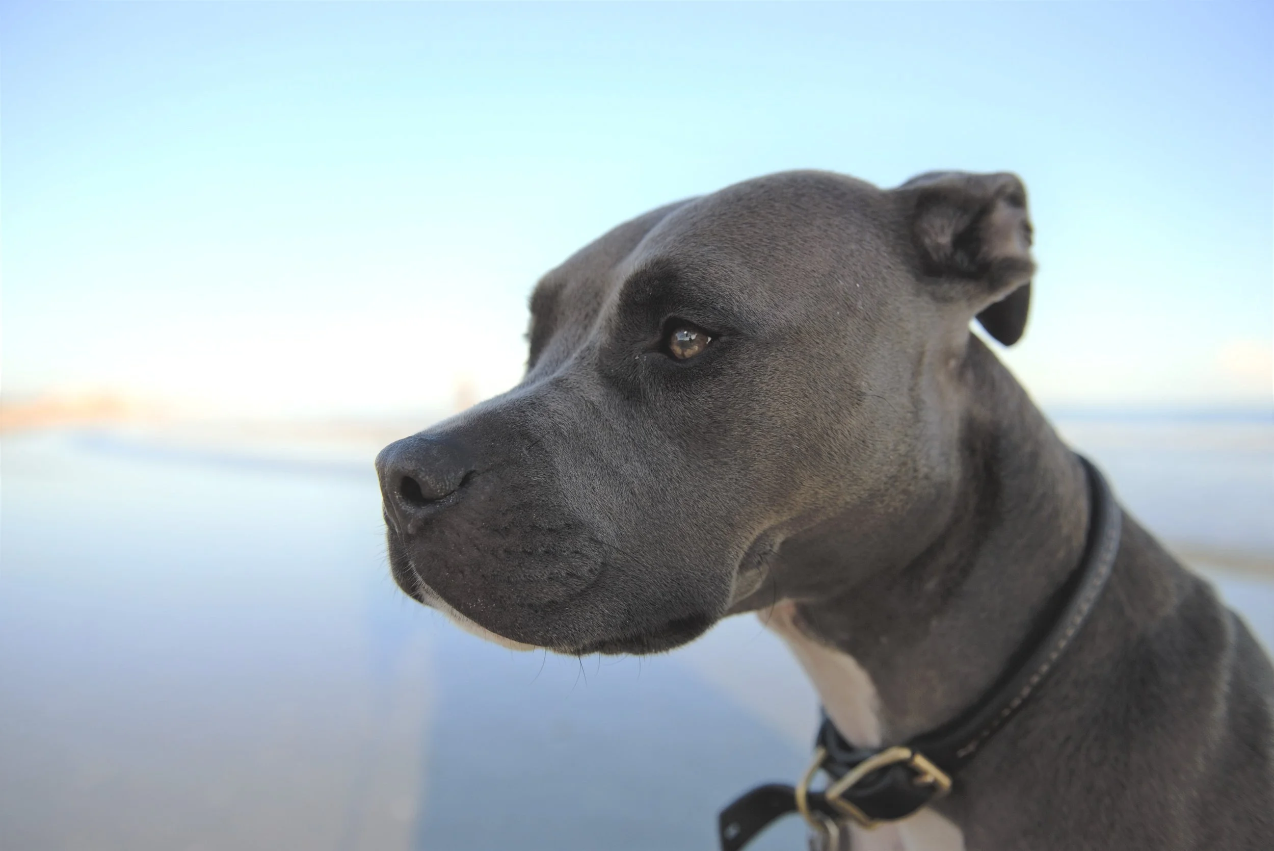 Dog Training And Behavior Rehab The K9 Coach Carolinas | North Myrtle ...