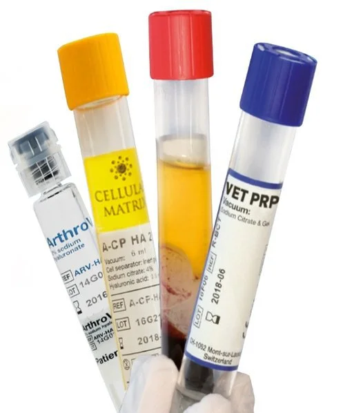 PRP For Dogs, Pets & Horses | Veterinary PRP | — Cell Therapy Sciences
