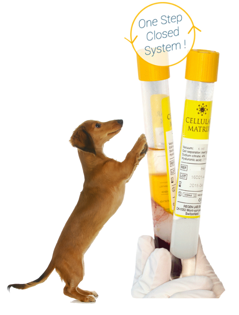 PRP For Dogs, Pets & Horses | Veterinary PRP | — Cell Therapy Sciences