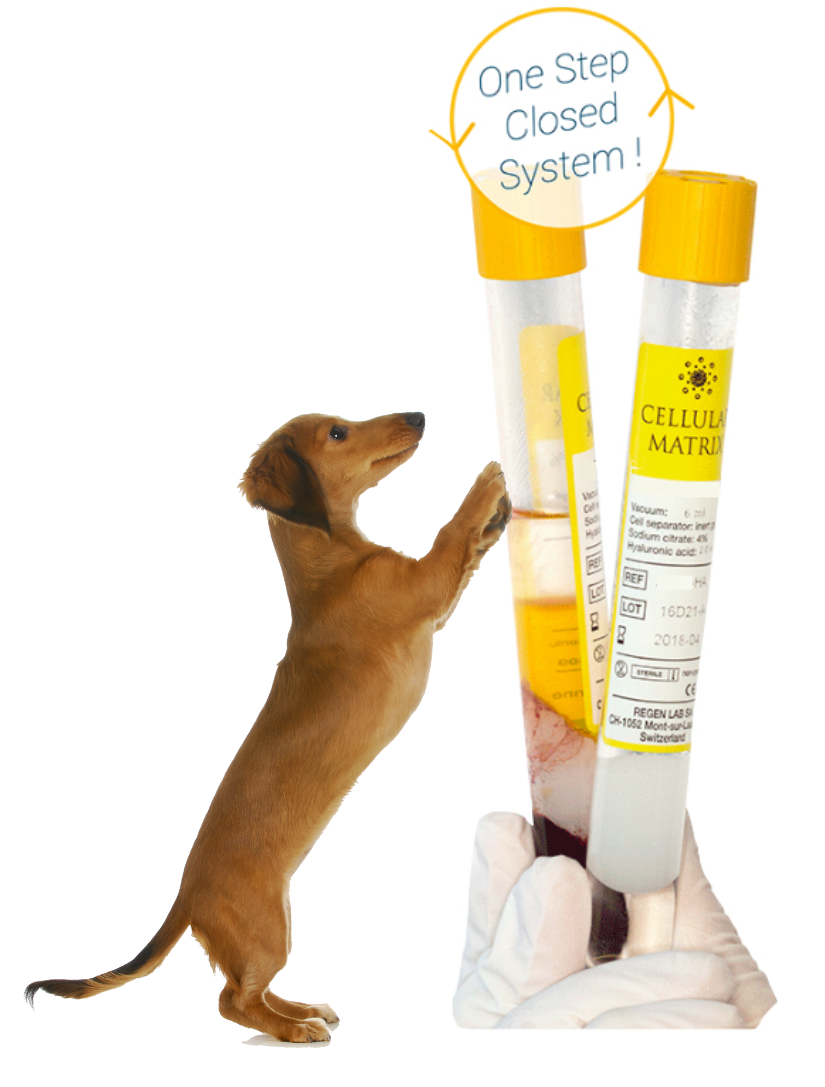 PRP For Dogs, Pets & Horses | Veterinary PRP | — Cell Therapy Sciences