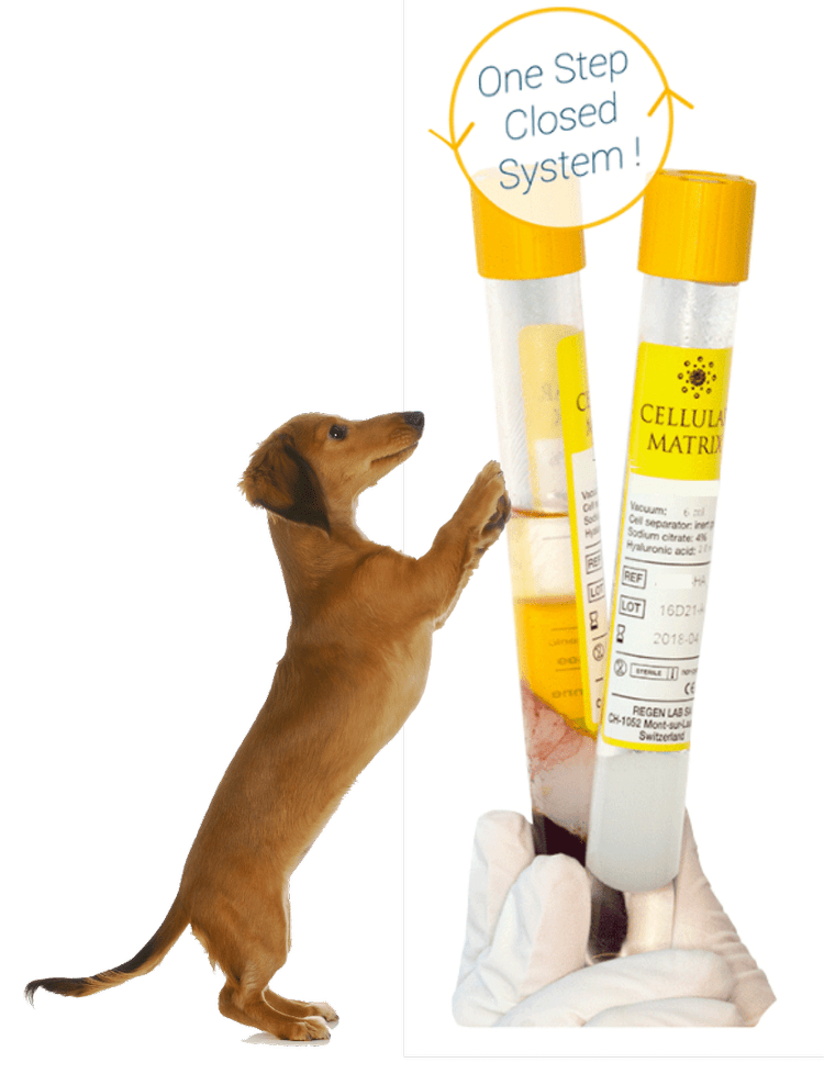 PRP For Dogs, Pets & Horses | Veterinary PRP | — Cell Therapy Sciences