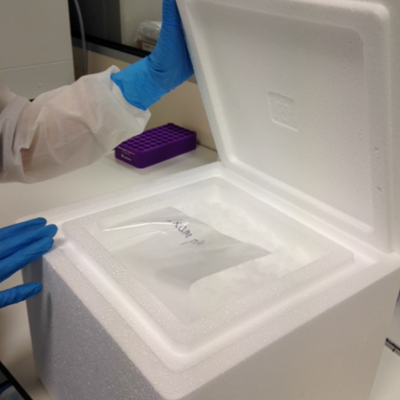 Harvest and Injection — Cell Therapy Sciences