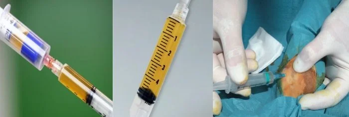 PRP For Dogs, Pets & Horses | Veterinary PRP | — Cell Therapy Sciences