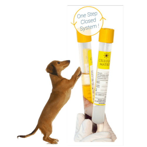 Veterinary Regenerative Medicine Services | Cell Therapy Sciences