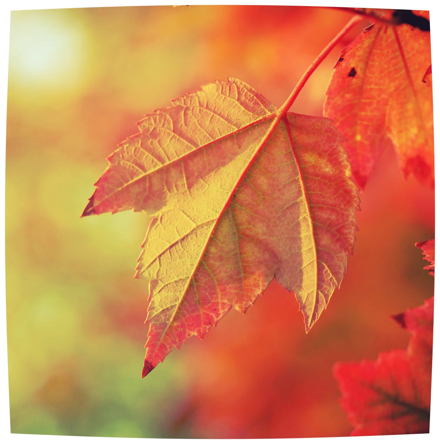 Julie Fanning LCSW — Holding Hope