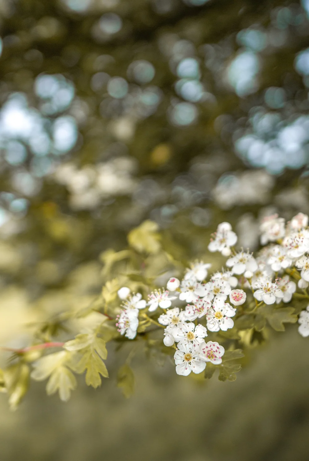 Alice Stewart Jewellery | Hawthorn Tree Symbolism & Mythology