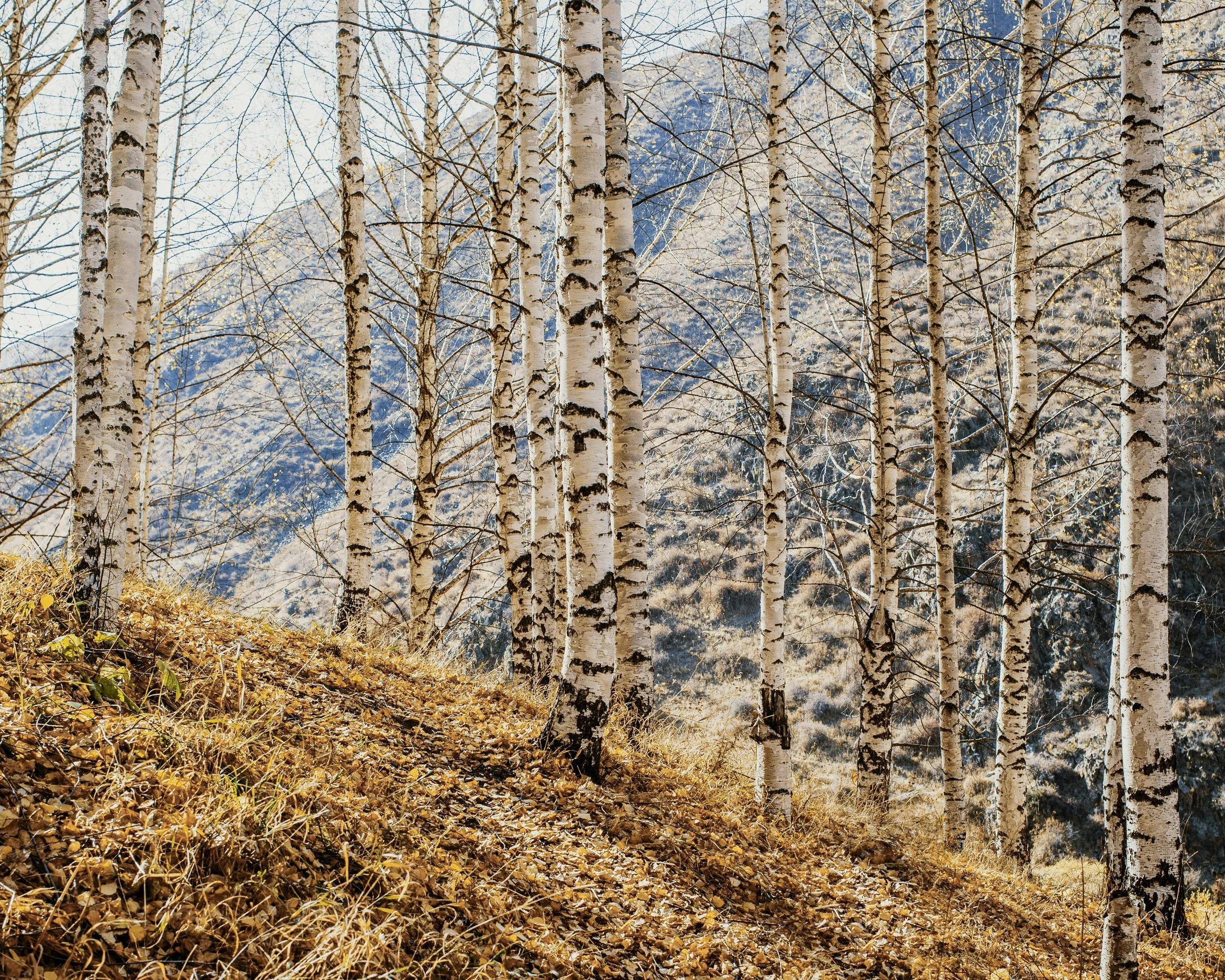 Alice Stewart Jewellery | Birch Tree Magic: Folklore, Symbolism ...