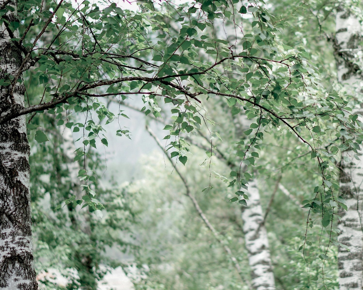 Alice Stewart Jewellery | Birch Tree Magic: Folklore, Symbolism ...
