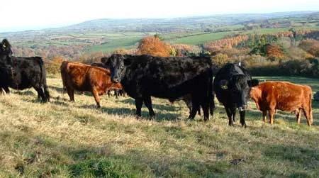 The Farm — Cornish Willow