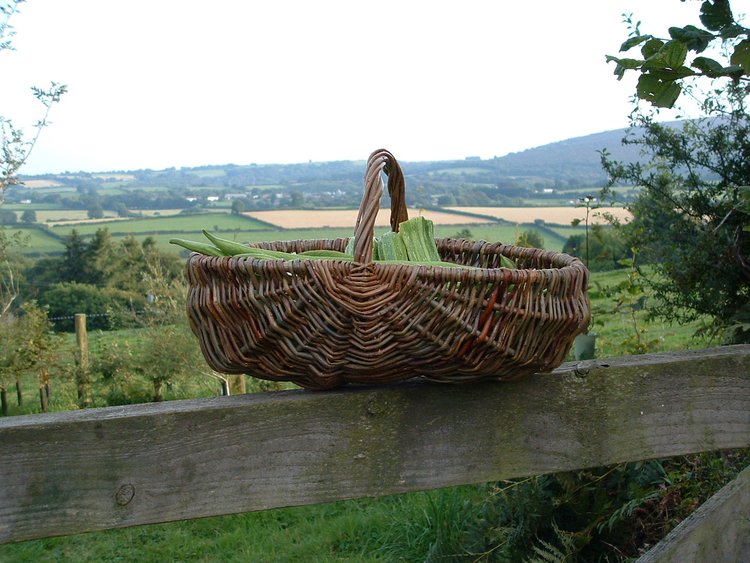 Gallery — Cornish Willow