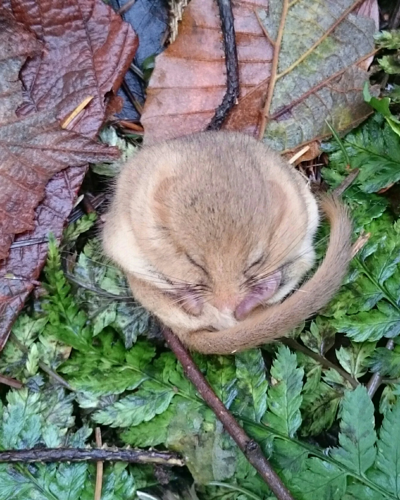 Gallery — Cornish Willow