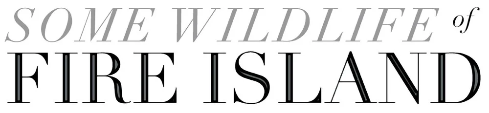 Limited edition Fire Island Wildlife fine art prints and pillowcases ...