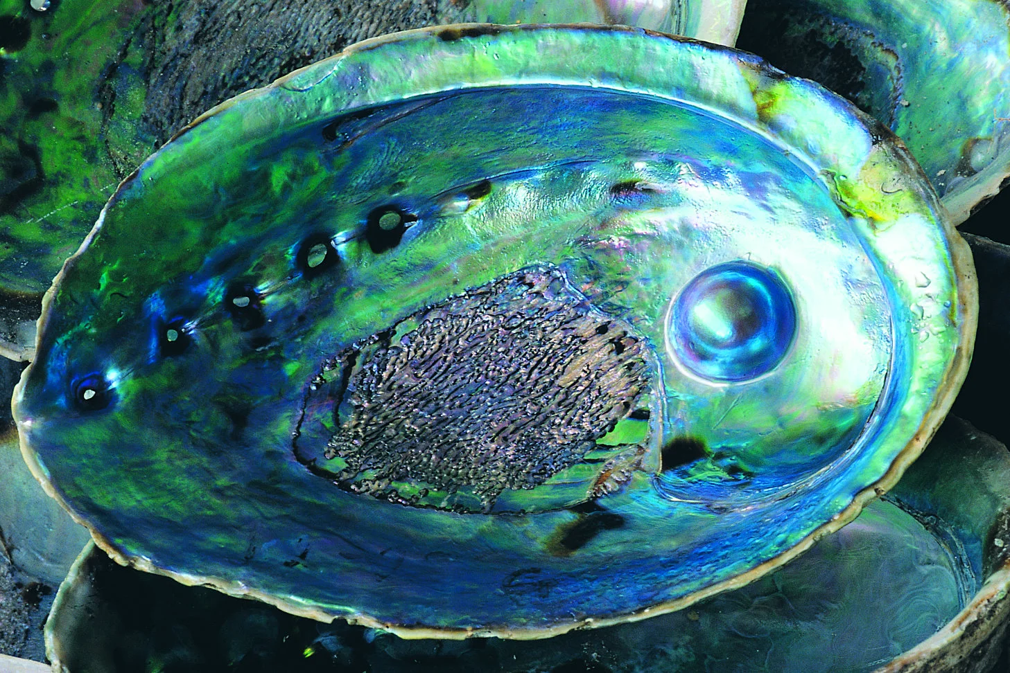 Eyris Pearls — The Blue Pearl Story Meet Roger Beattie