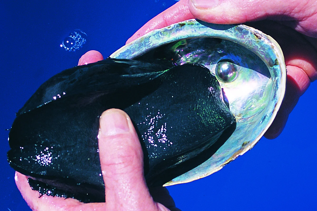 Eyris Pearls — The Blue Pearl Story Meet Roger Beattie