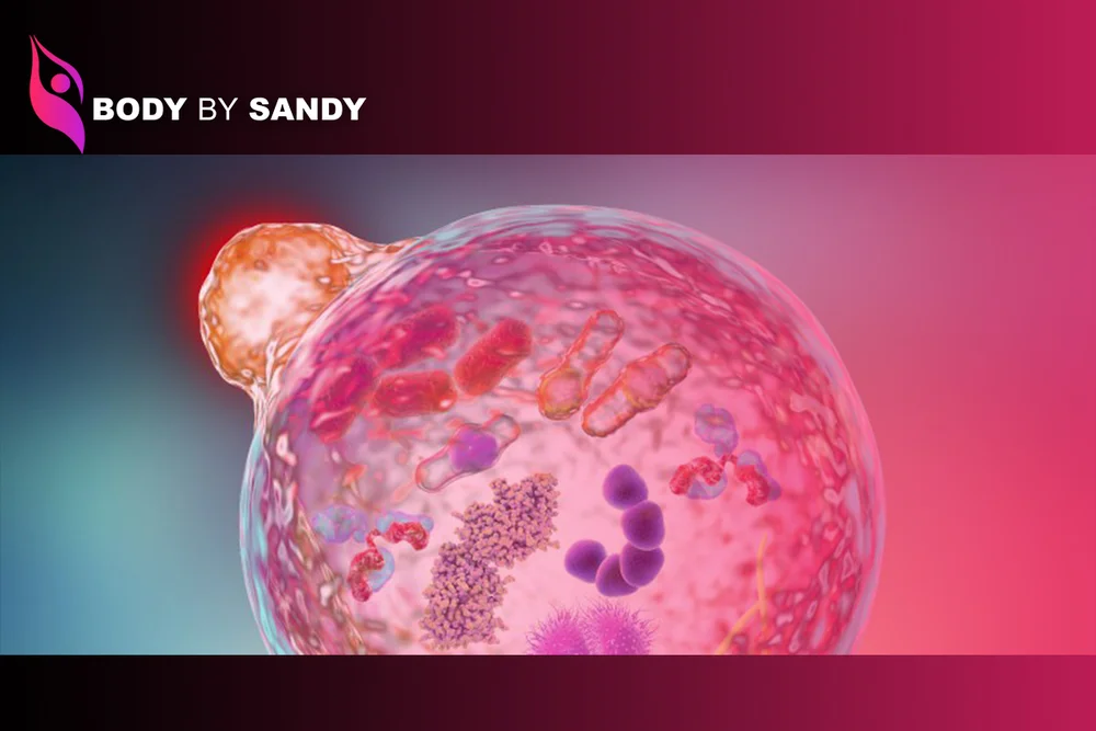 Why Autophagy is Important and Why You Need to Stimulate It