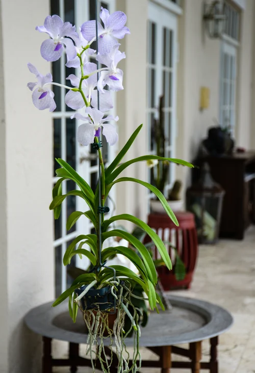 A Guide to Grow your Orchid on a Tree — Your Orchid Questions