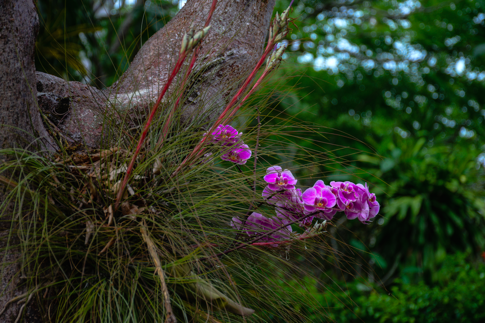 A Guide to Grow your Orchid on a Tree — Your Orchid Questions