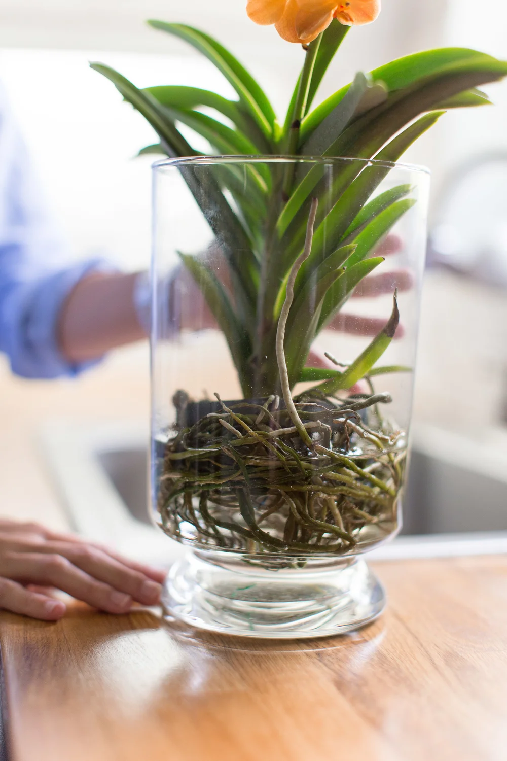 Three Tips for Healthy Orchid Roots — Your Orchid Questions