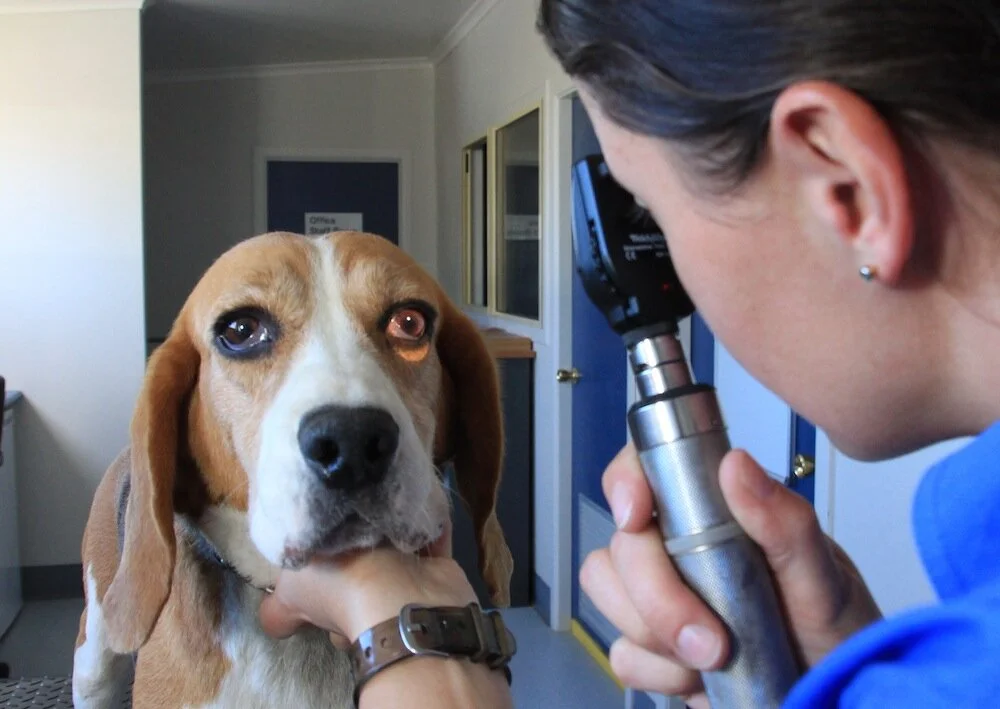 Latest veterinary research news from Invetus — Invetus