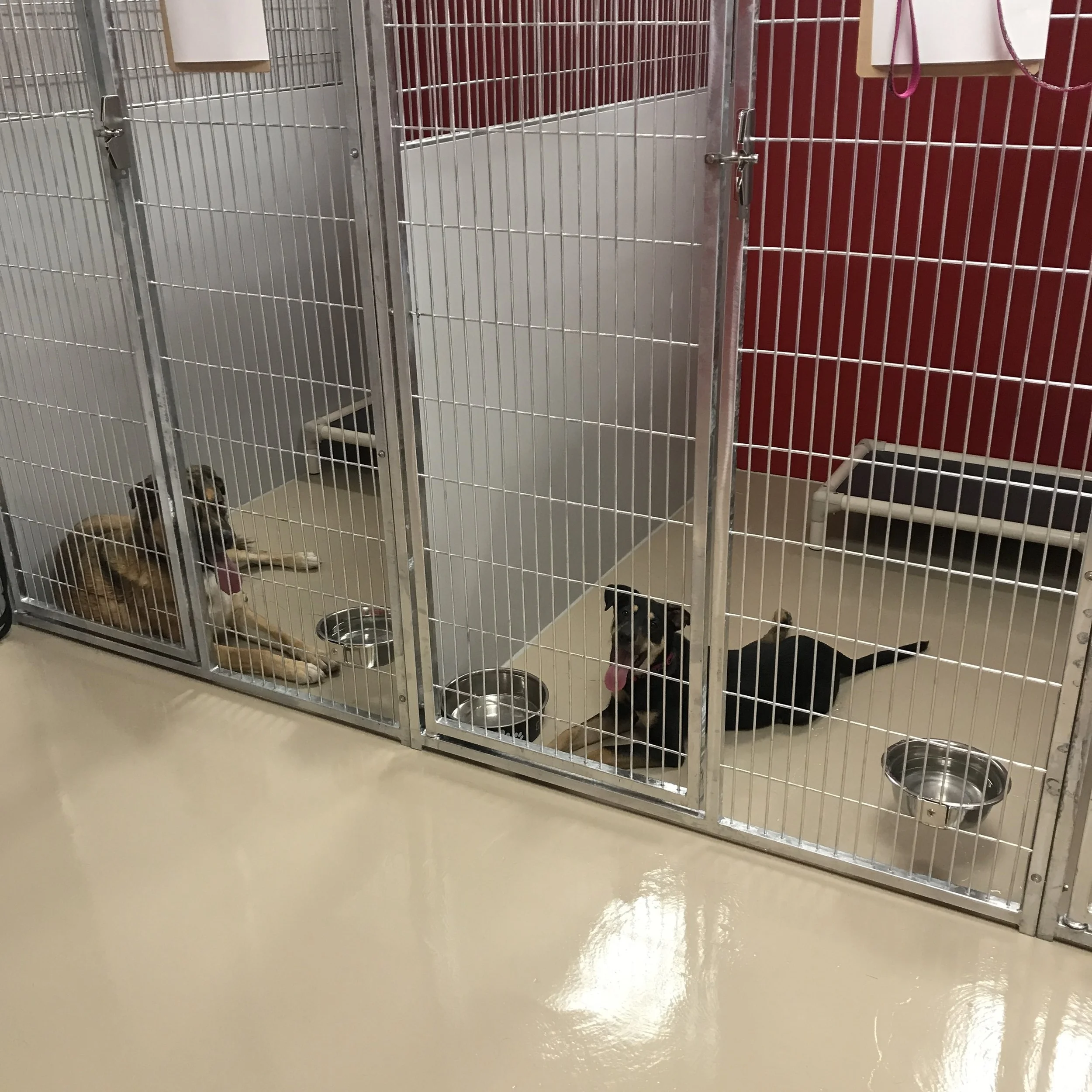 Services — Tails Are Wagging