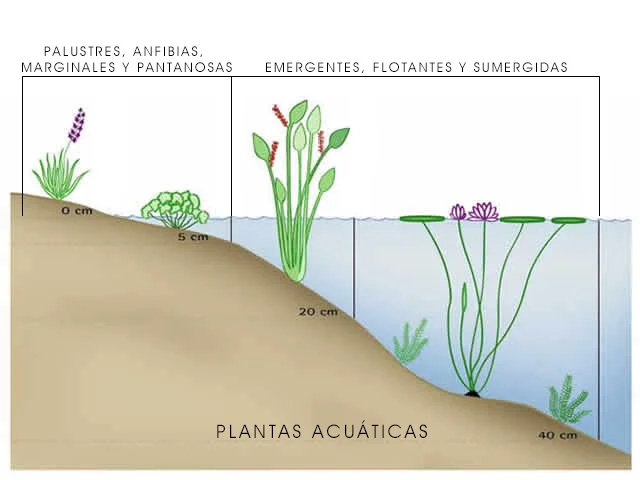 PLANTAS ACUÁTICAS — altascopas