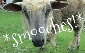 Unwashed Wool — Sanctuary Wool - Homestead Wool & Gift Farm
