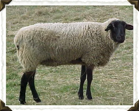 Sanctuary Wool - Homestead Wool & Gift Farm