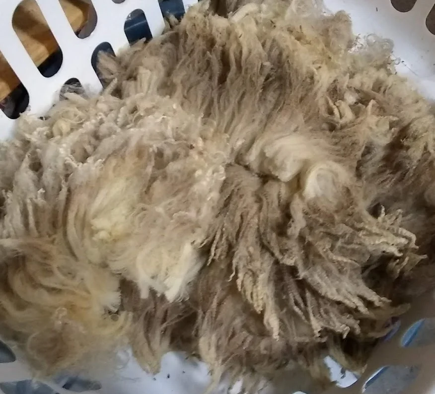 Our CVM sheep! — Sanctuary Wool - Homestead Wool & Gift Farm