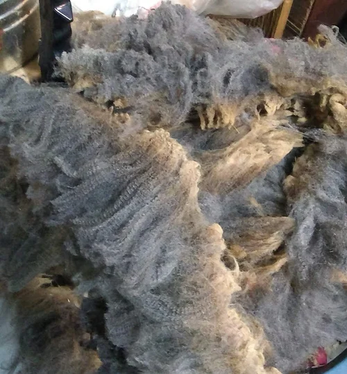 Our CVM sheep! — Sanctuary Wool - Homestead Wool & Gift Farm