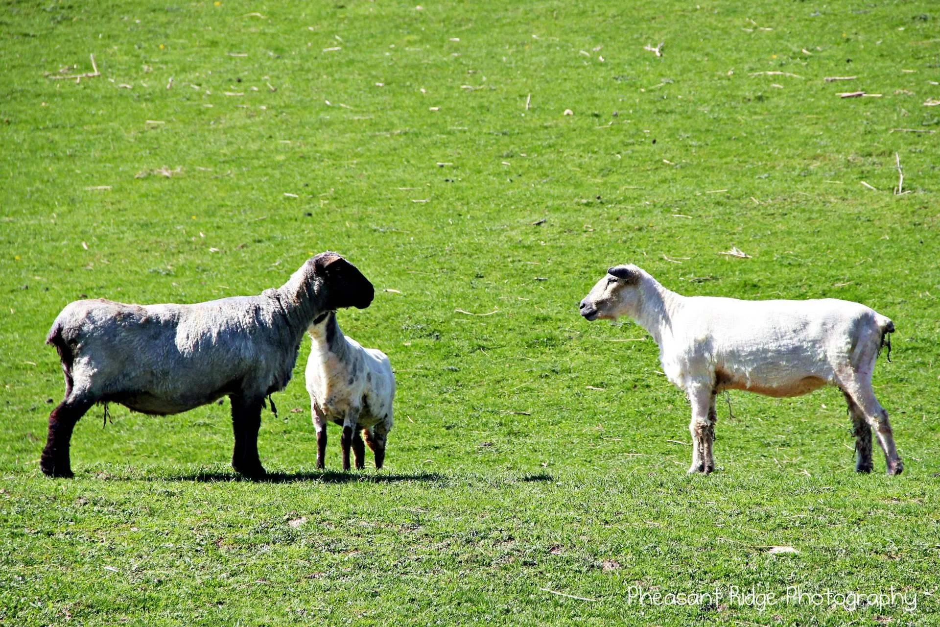 Sheep shearing and wool! — Sanctuary Wool - Homestead Wool & Gift Farm
