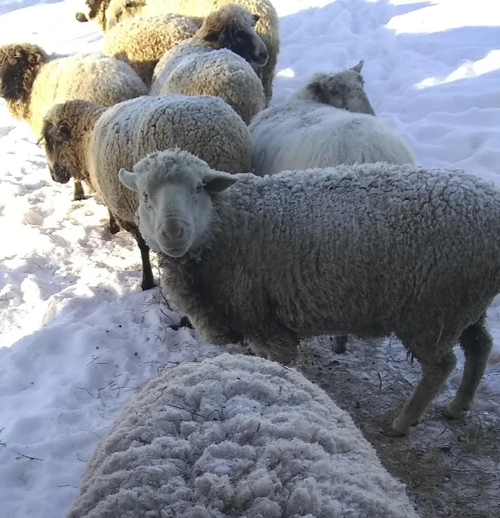 Our CVM sheep! — Sanctuary Wool - Homestead Wool & Gift Farm
