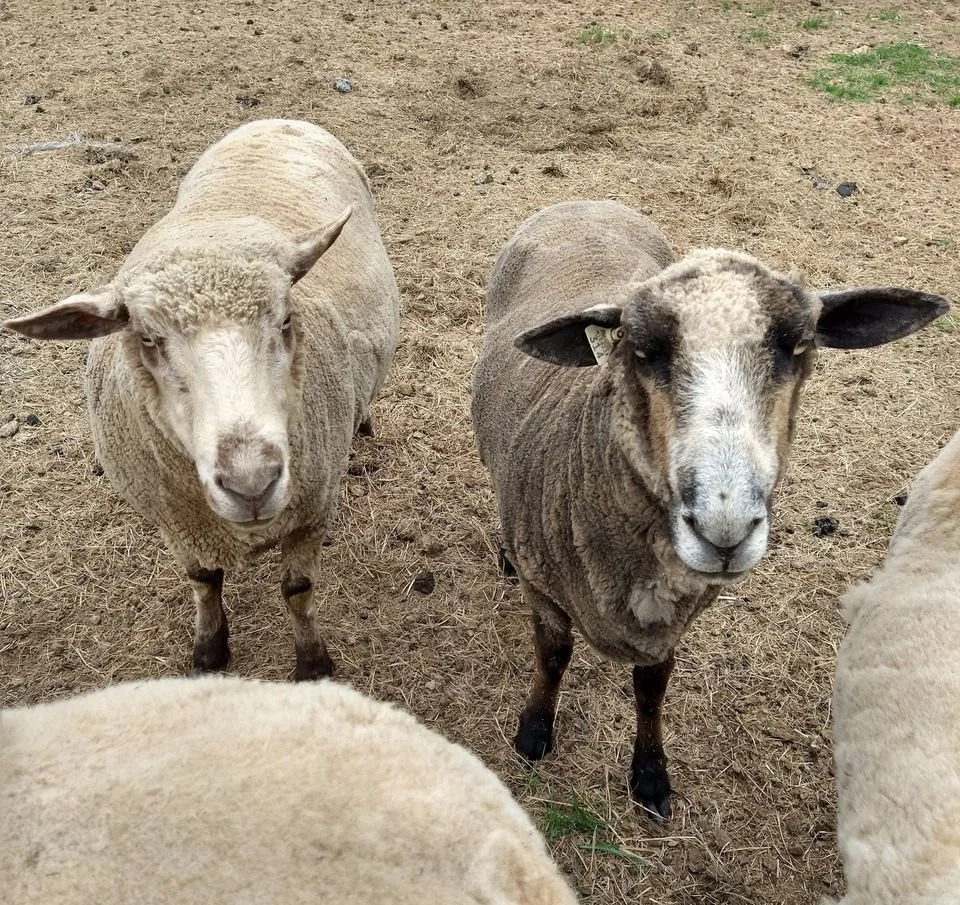 Our CVM sheep! — Sanctuary Wool - Homestead Wool & Gift Farm