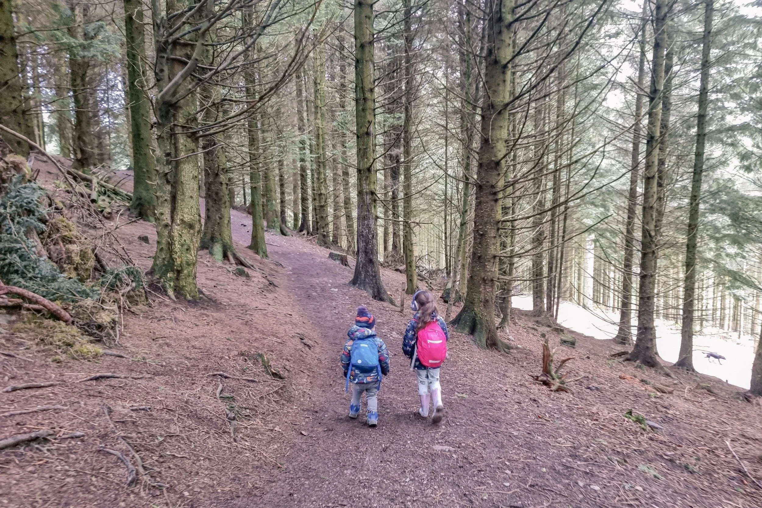Whinlatter Forest Exploring Cumbria Me Becoming Mum Whinlatter Forest Exploring Cumbria Me Becoming Mum