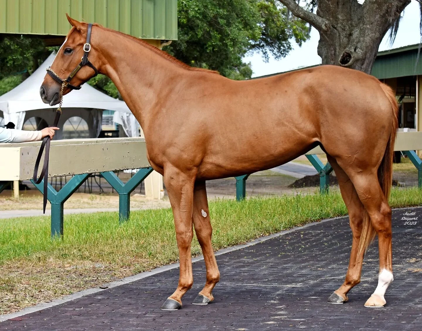 Ironhorse Racing Stable