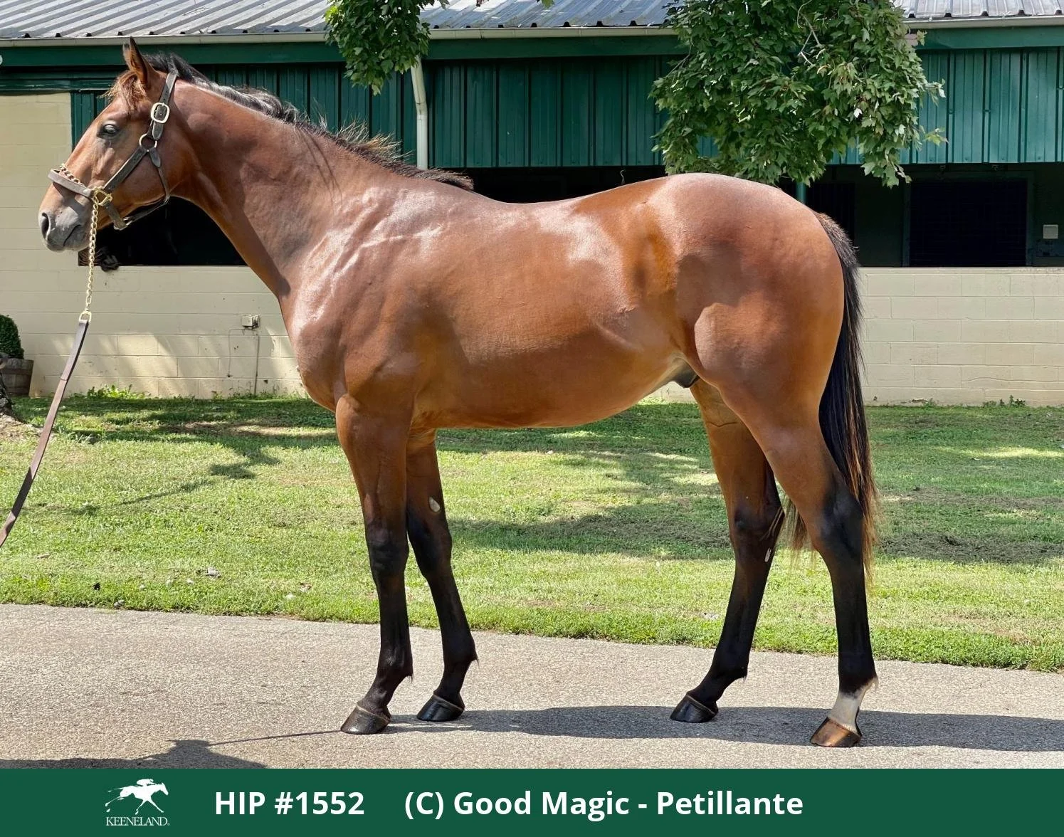 Our Horses — Ironhorse Racing Stable