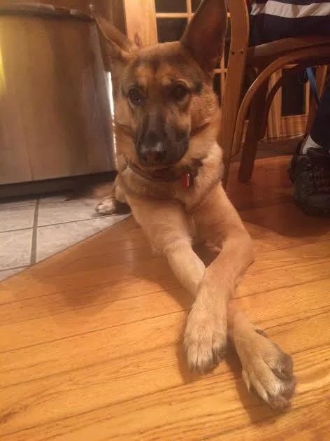 Certified Dog Training | Saratoga County, NY