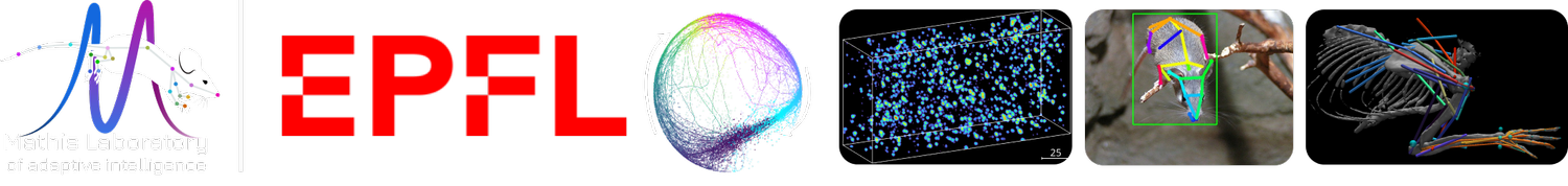 The Mathis Lab of Adaptive Intelligence