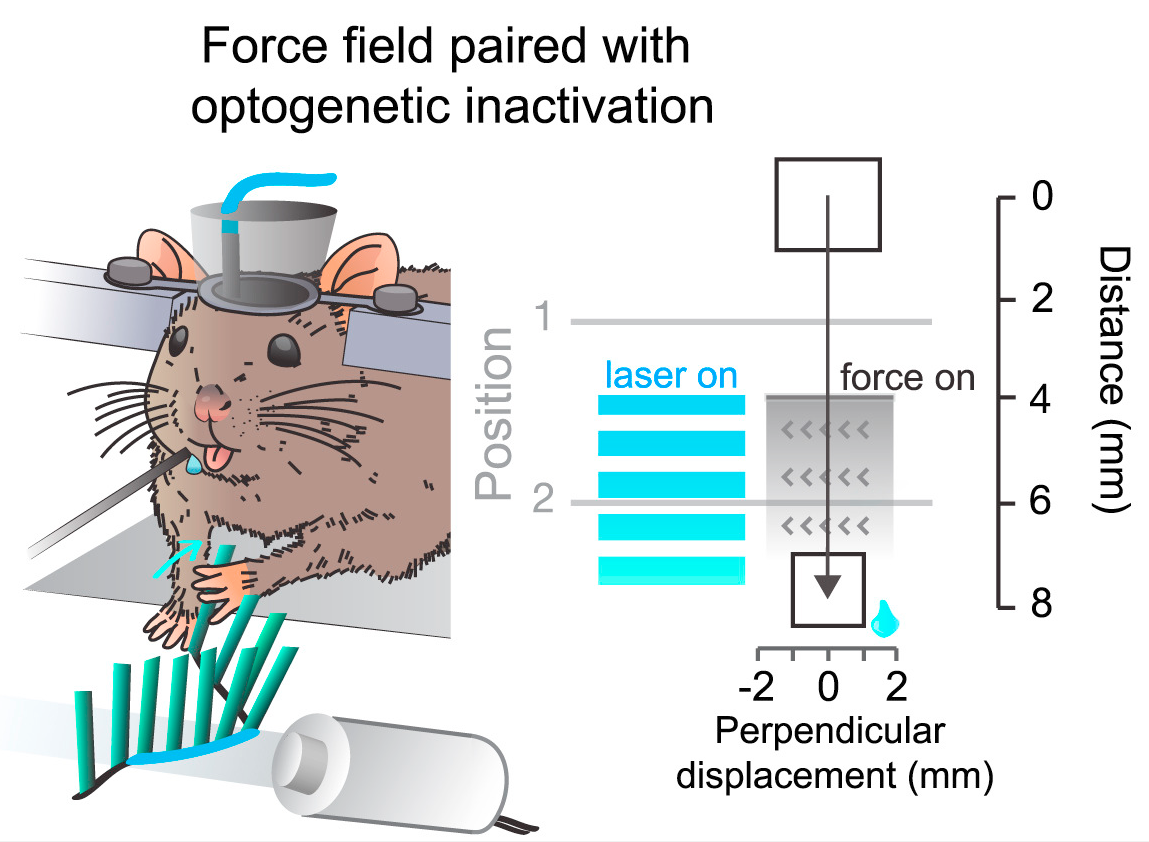 Publications — The Mathis Lab of Adaptive Motor Control