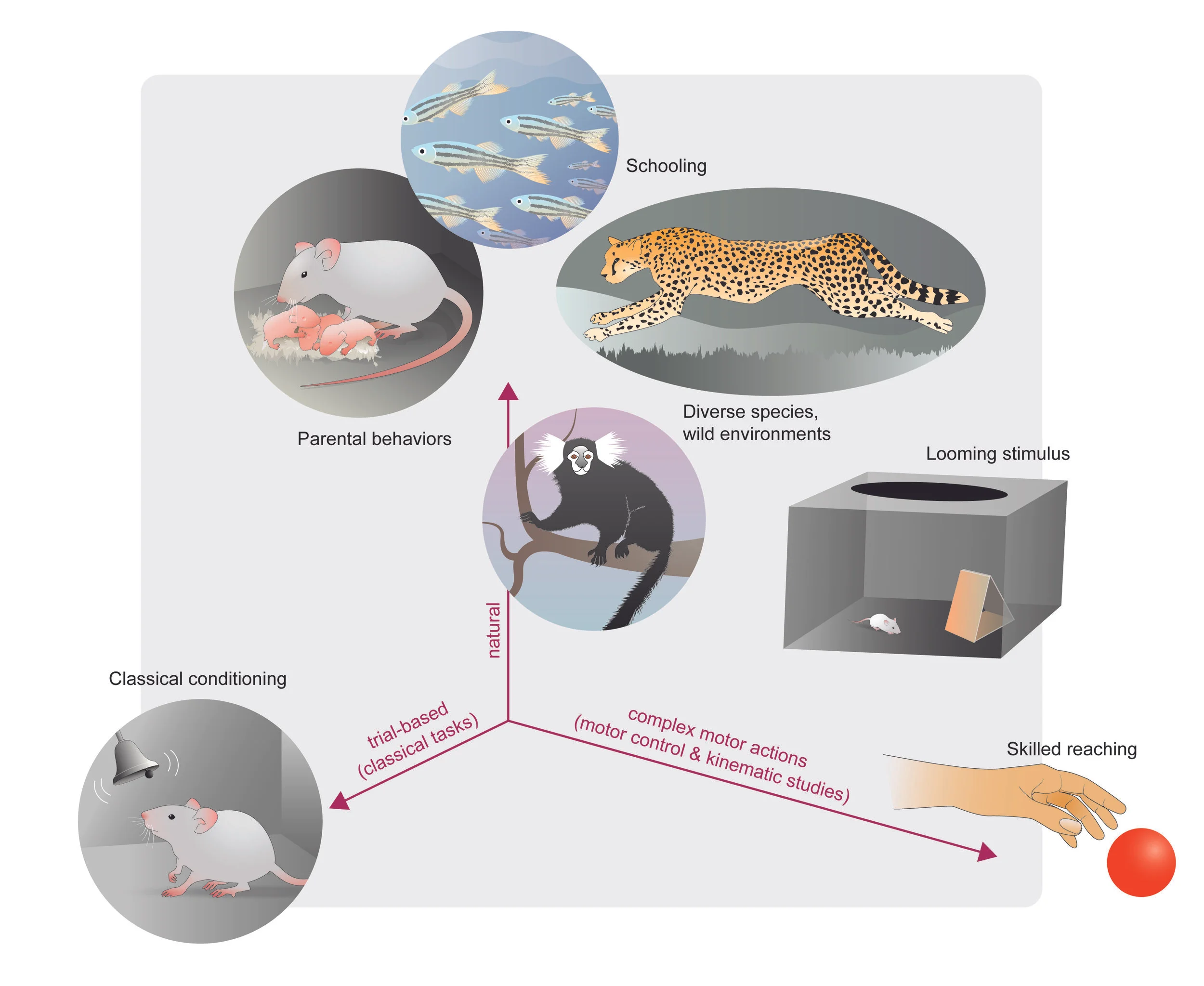 Publications — The Mathis Lab of Adaptive Motor Control