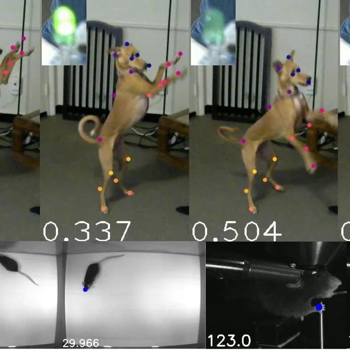 Publications — The Mathis Lab of Adaptive Motor Control