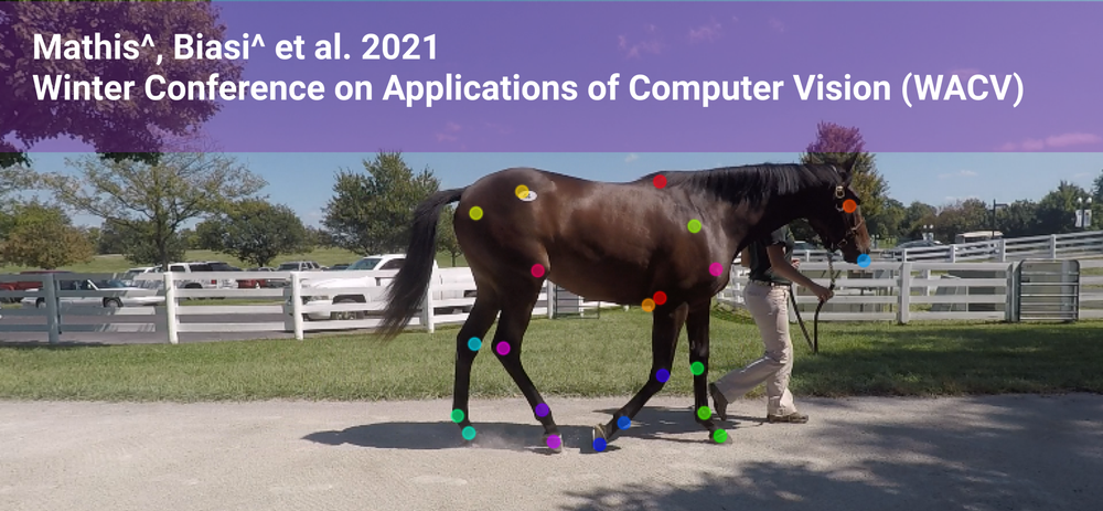 The Mathis Lab of Adaptive Intelligence