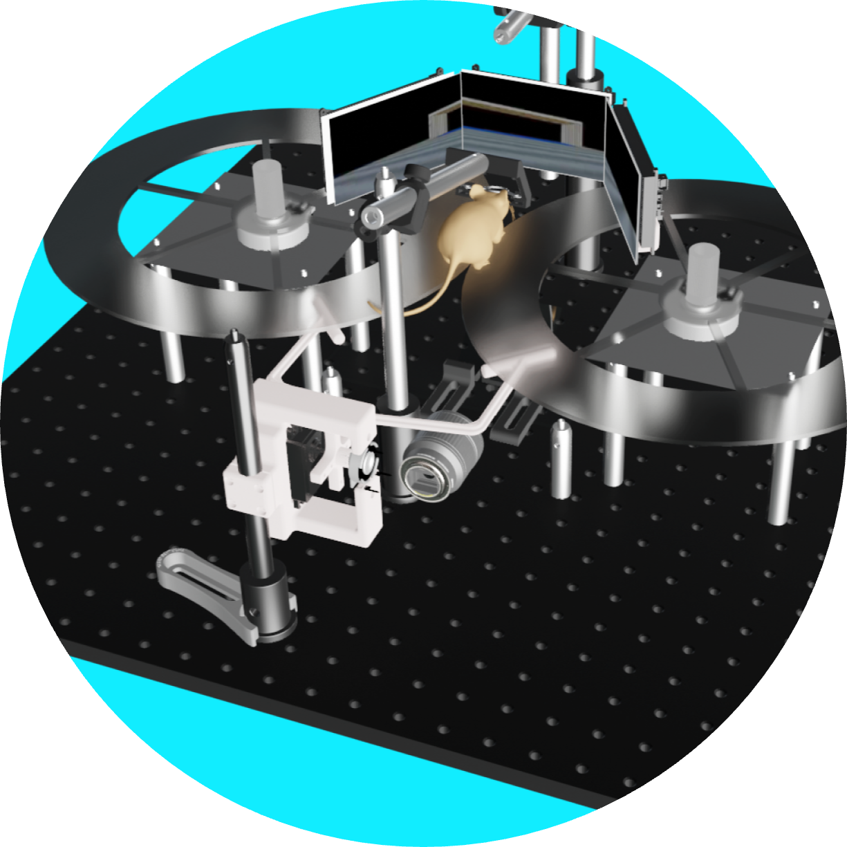 The Mathis Lab of Adaptive Motor Control