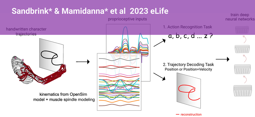 The Mathis Lab of Adaptive Intelligence