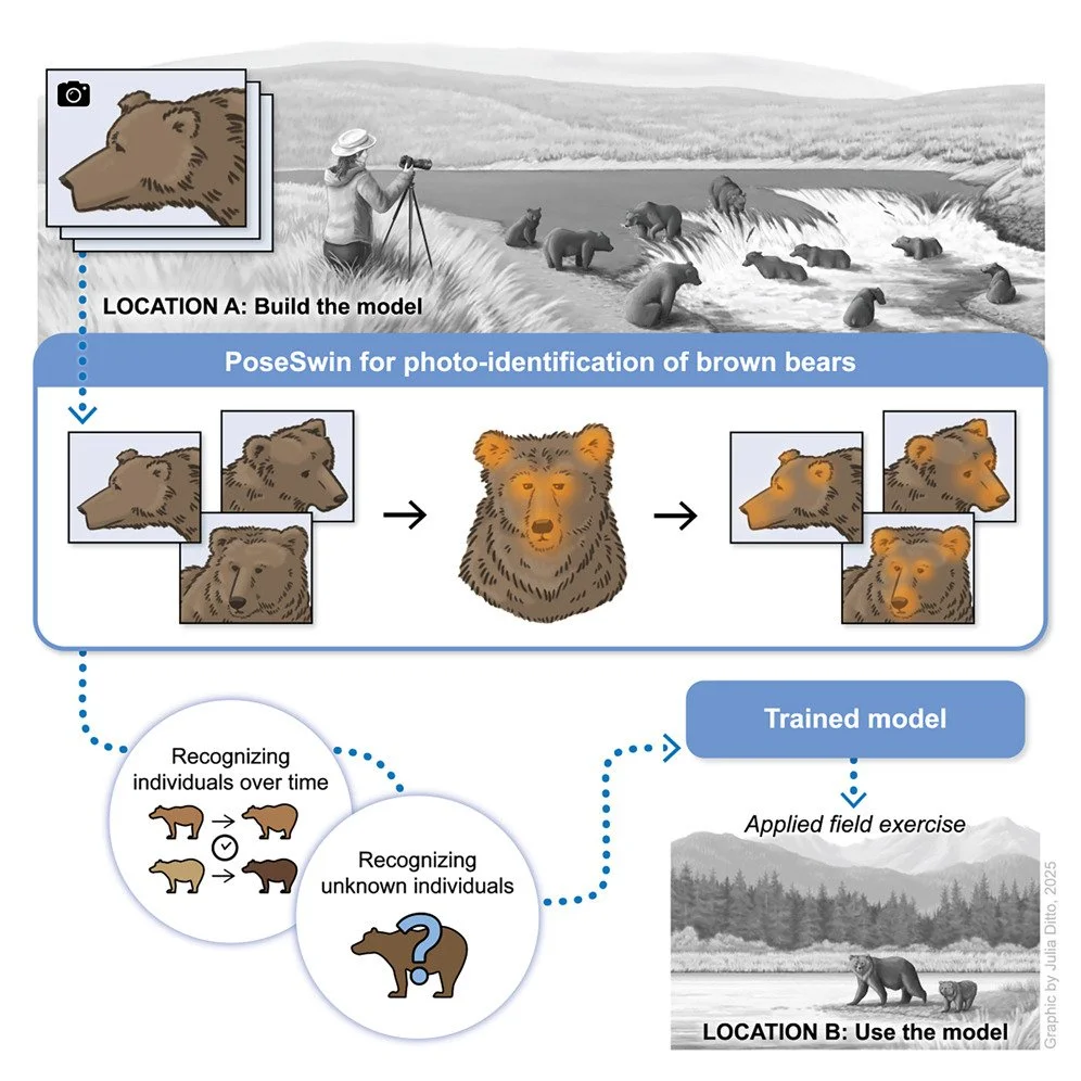 Publications — The Mathis Lab of Adaptive Intelligence