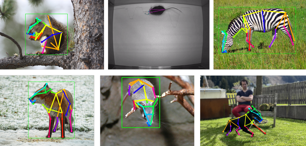 Publications — The Mathis Lab of Adaptive Intelligence