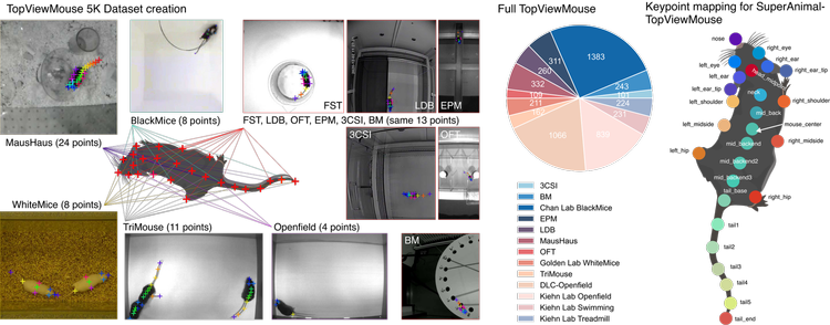 DeepLabCut — The Mathis Lab of Adaptive Intelligence